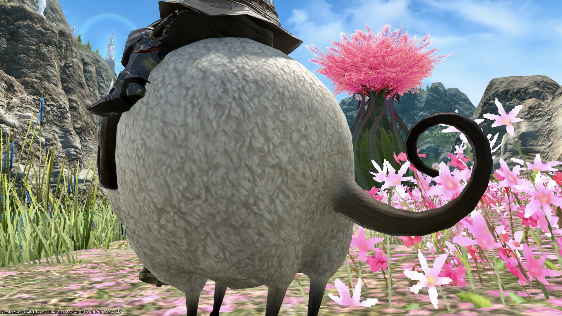 Cute sheep Mount The Firmament “Albino Karakul” | Norirow Note Eorzean ...