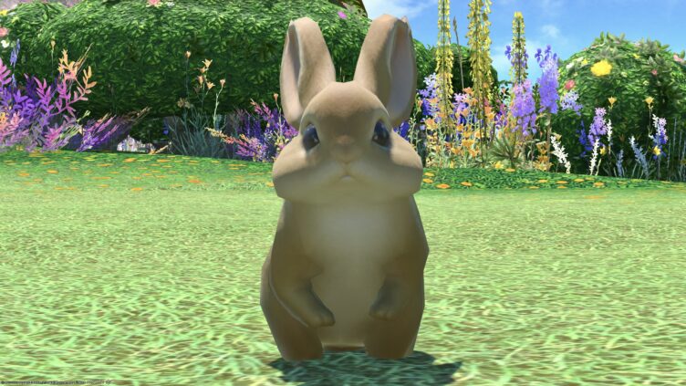 Is the model Peter Rabbit? Baby rabbit’s cute minion “Dwarf Rabbit ...