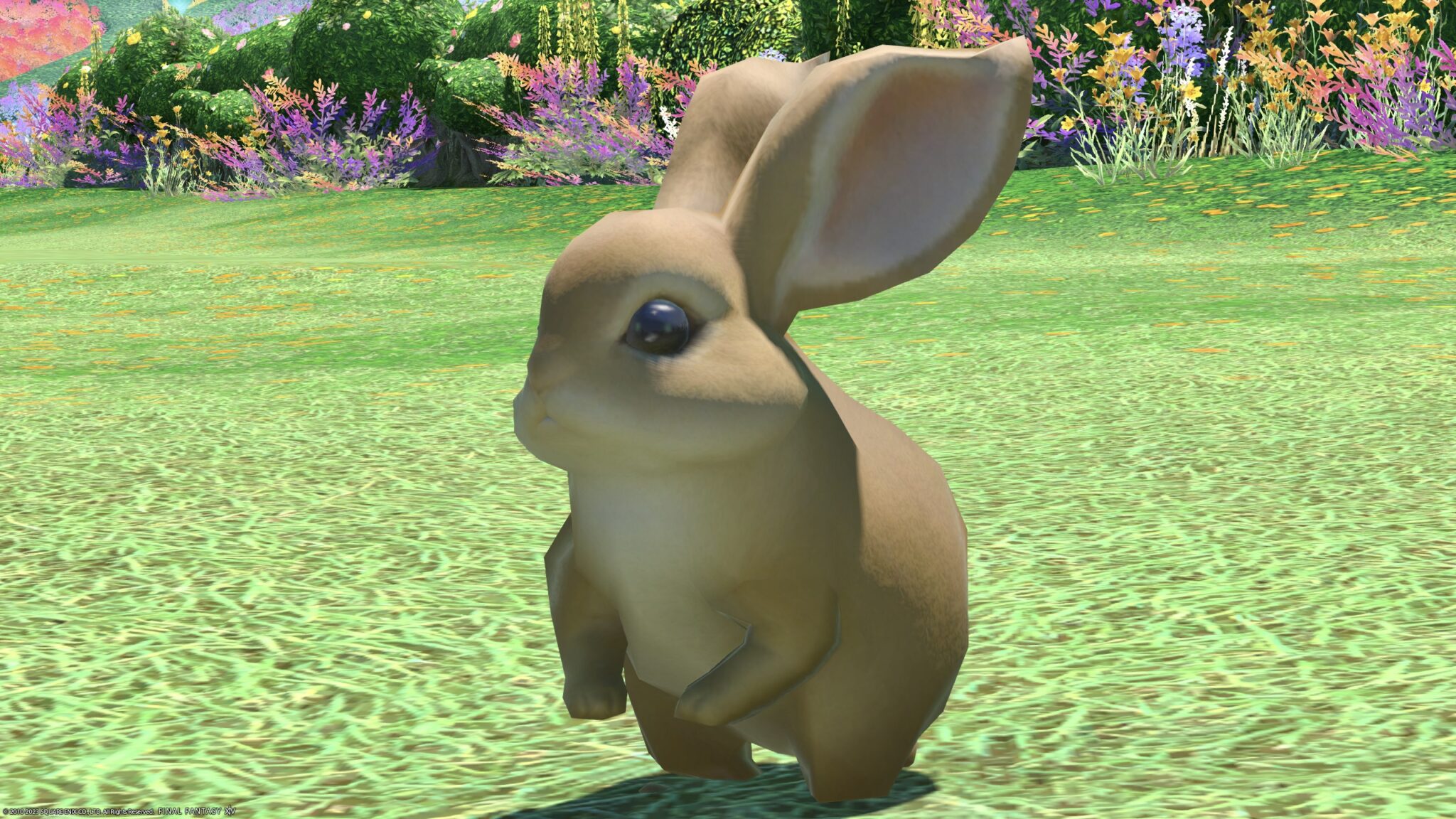 Is the model Peter Rabbit? Baby rabbit’s cute minion “Dwarf Rabbit ...