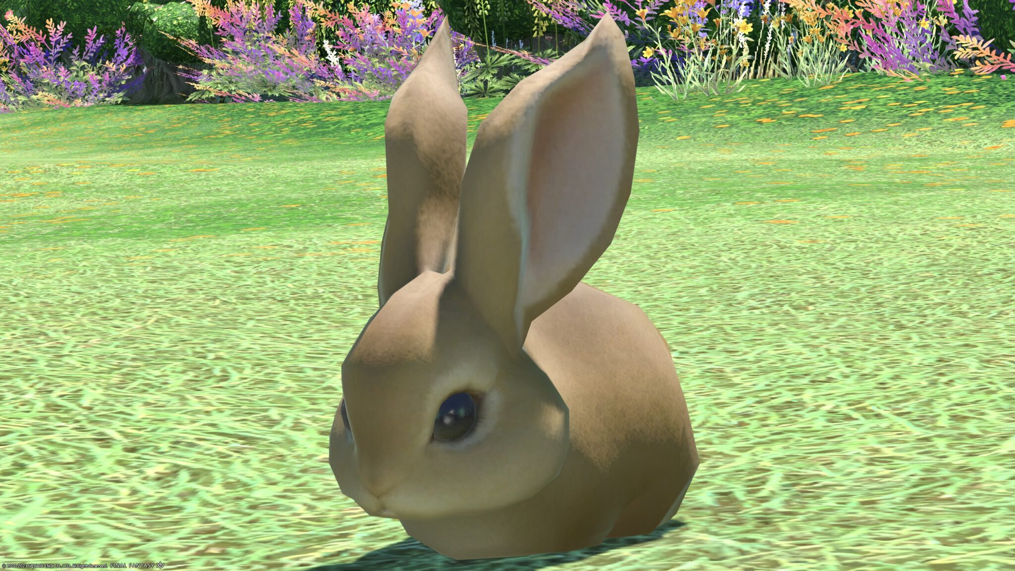 Is the model Peter Rabbit? Baby rabbit’s cute minion “Dwarf Rabbit ...