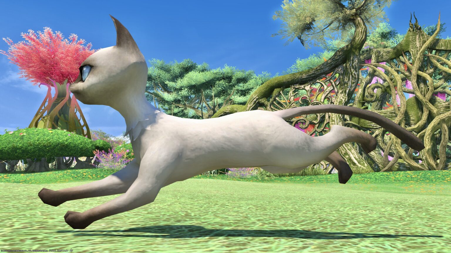 Noble and cute Siamese cat minion with blue eyes “Nagxian Cat ...