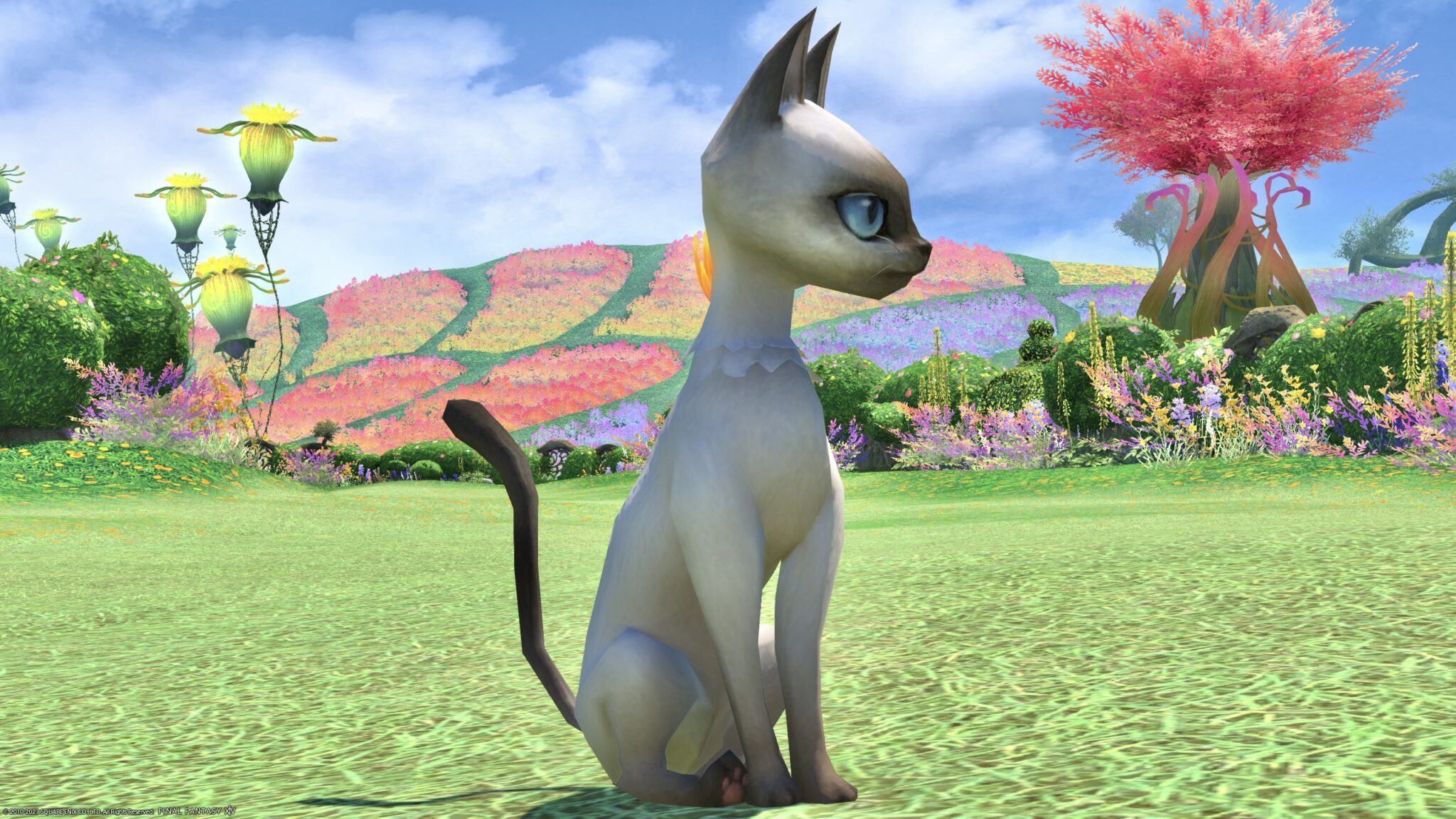 Noble and cute Siamese cat minion with blue eyes “Nagxian Cat ...