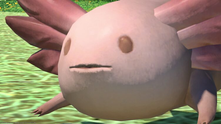 A cute little minion with a tiny Ambystoma! “Axolotl Eft” | Norirow ...